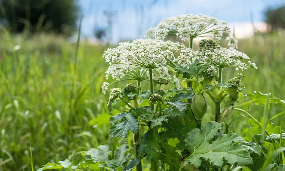 Invasive arter: trusler mod biodiversitet